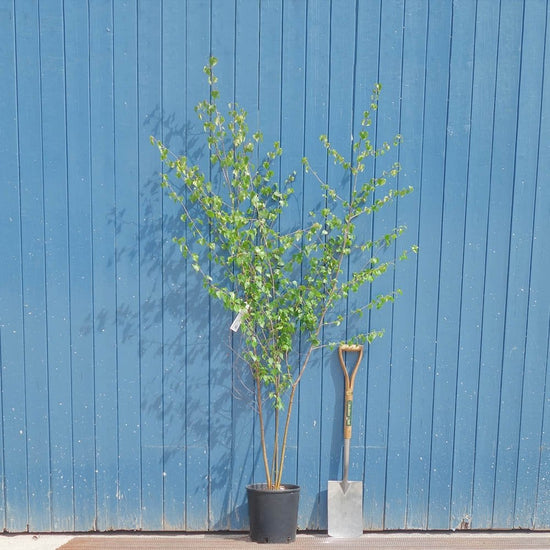 Betula pendula | Native Silver Birch Trees | Ornamental Trees
