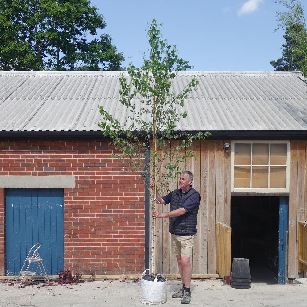 Betula pendula | Native Silver Birch Trees | Ornamental Trees