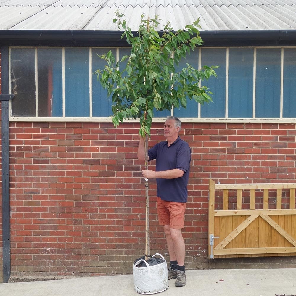 Prunus Pink Perfection | Double Flowering Cherry | Ornamental Trees