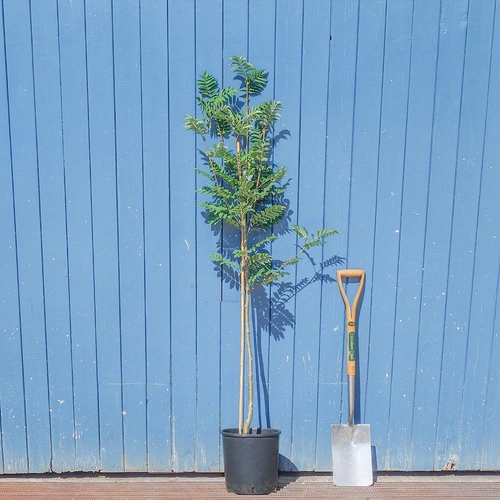 Sorbus aucuparia Sheerwater Seedling Upright Rowan | Ornamental Trees