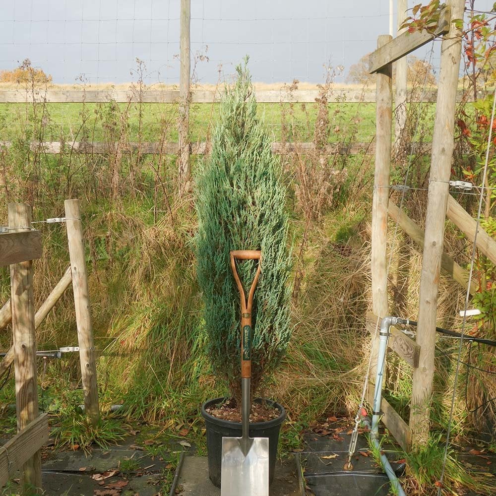 Juniperus scopulorum Blue Arrow | Blue Juniper | Ornamental Trees