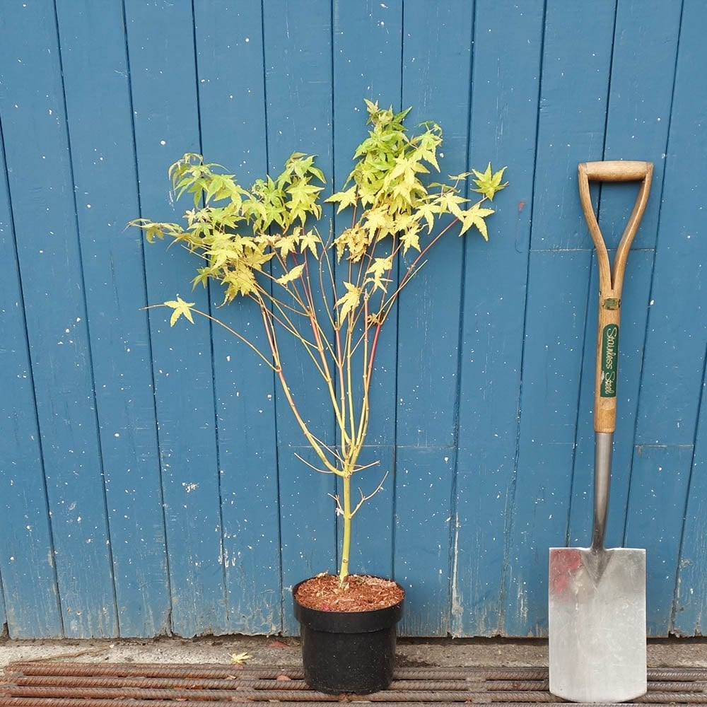 Acer palmatum Bi Ho | Golden Bark Japanese Maple | Ornamental Trees