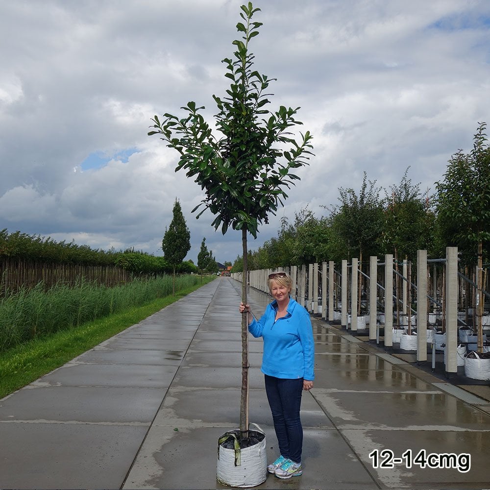 Prunus laurocerasus Novita Evergreen Cherry Laurel | Ornamental Trees