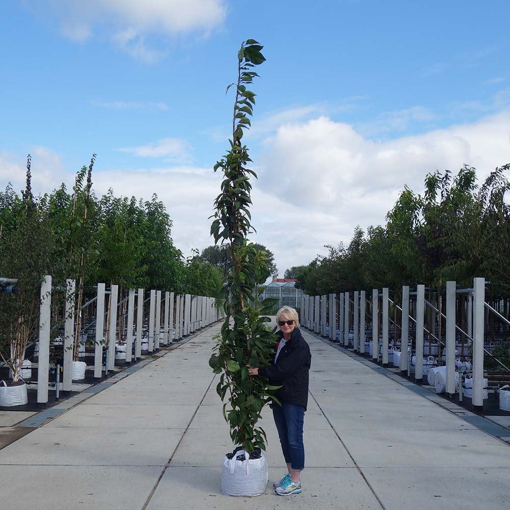 Prunus Amanogawa | Buy Upright Flagpole Cherry Tree | Ornamental Trees