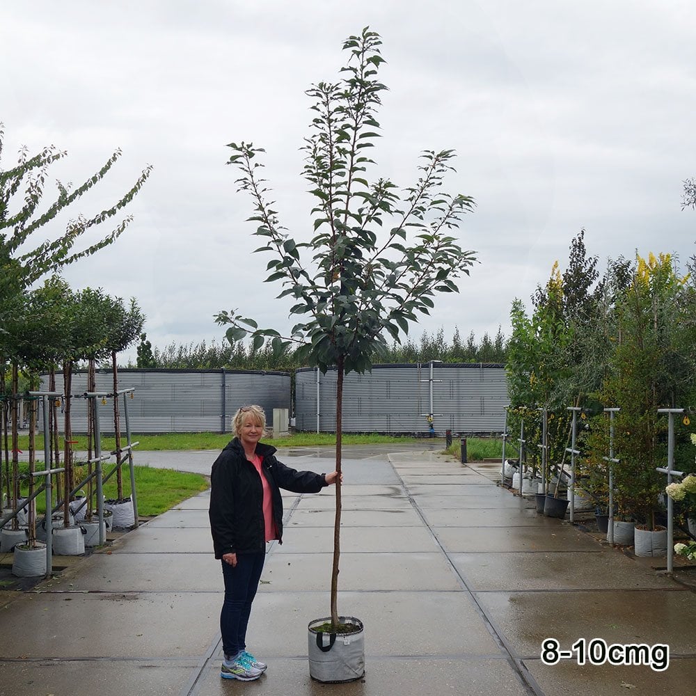 Prunus Kanzan | Buy Japanese Cherry Blossom Trees | Ornamental Trees