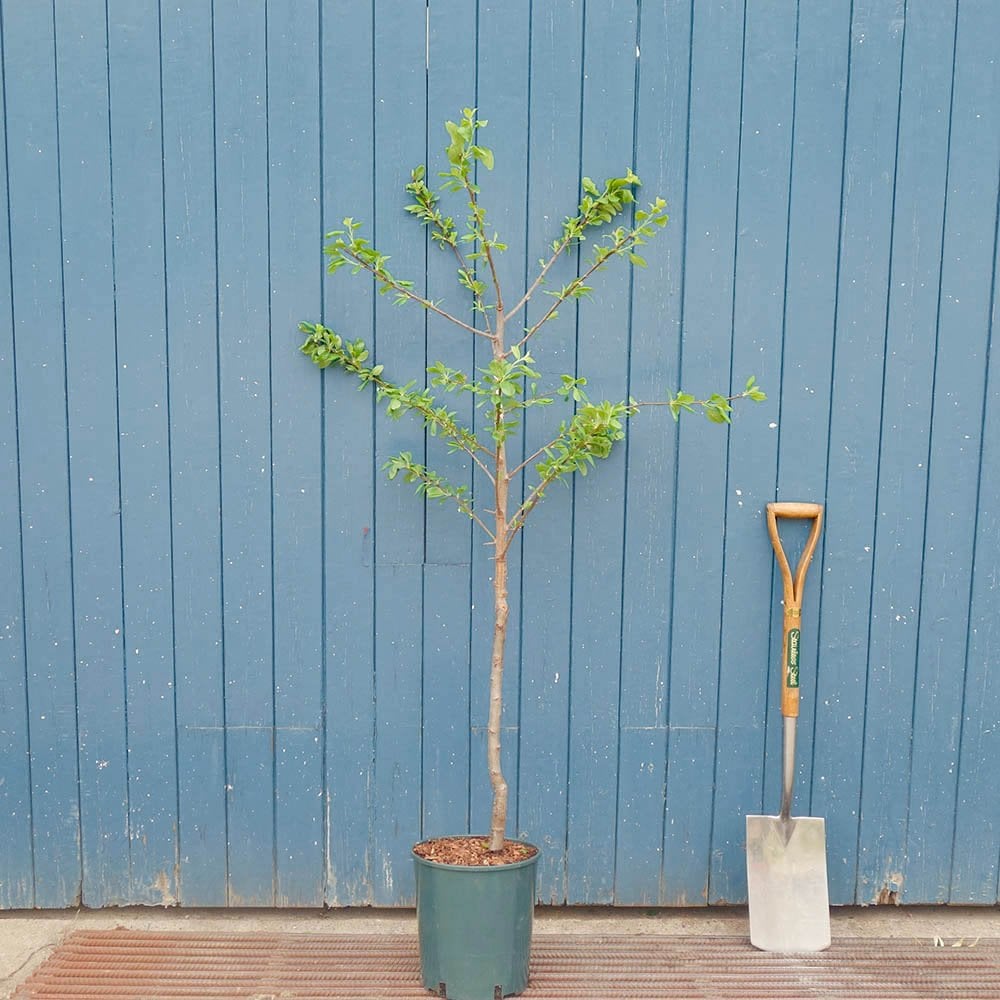 Victoria Plum Tree | Prunus domestica Victoria For Sale | Ornamental Trees
