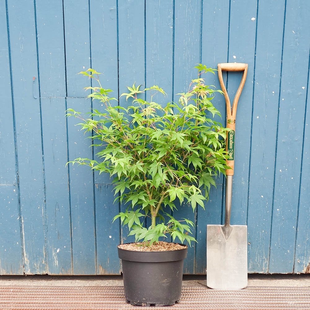 Acer palmatum Osakazuki | Red Autumn Japanese Maple | Ornamental Trees