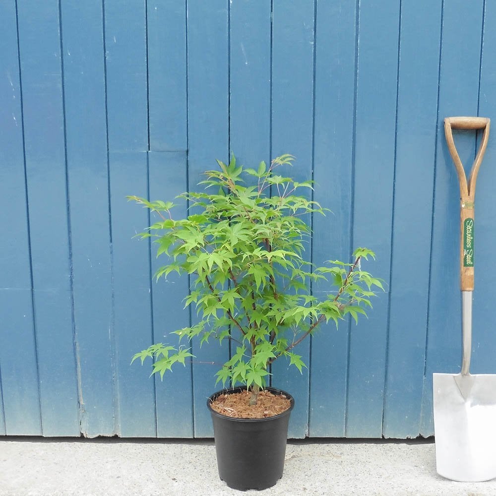 Acer palmatum Osakazuki | Red Autumn Japanese Maple | Ornamental Trees
