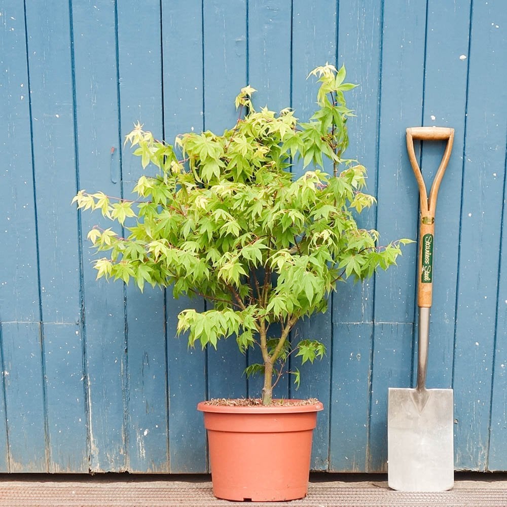Acer palmatum Osakazuki | Red Autumn Japanese Maple | Ornamental Trees