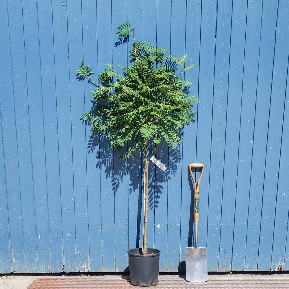 Sorbus aucuparia Asplenifolia Cut Leaf Mountain Ash | Ornamental Trees