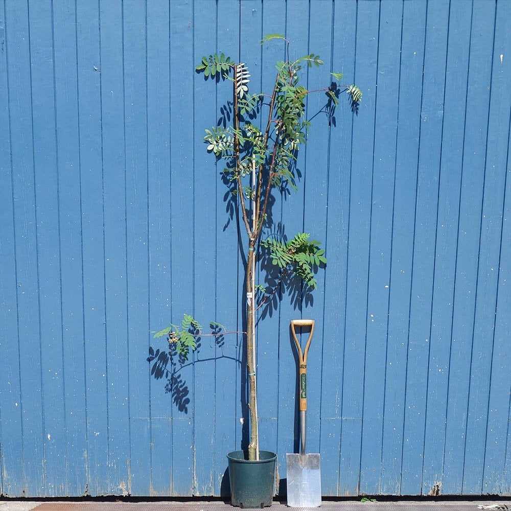 Sorbus hupehensis Pink Pagoda | Hupeh Rowan Trees | Ornamental Trees