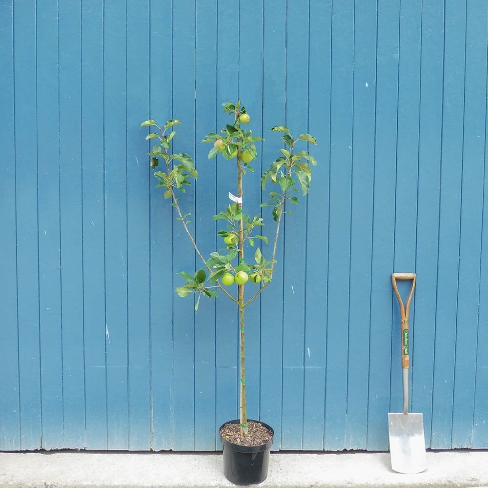 Scrumptious Apple Tree | Self Fertile Apples | Ornamental Trees