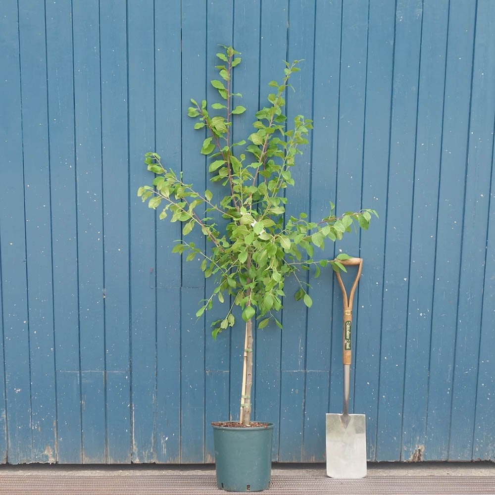 Merryweather Damson Tree | Dual Purpose Damsons | Ornamental Trees