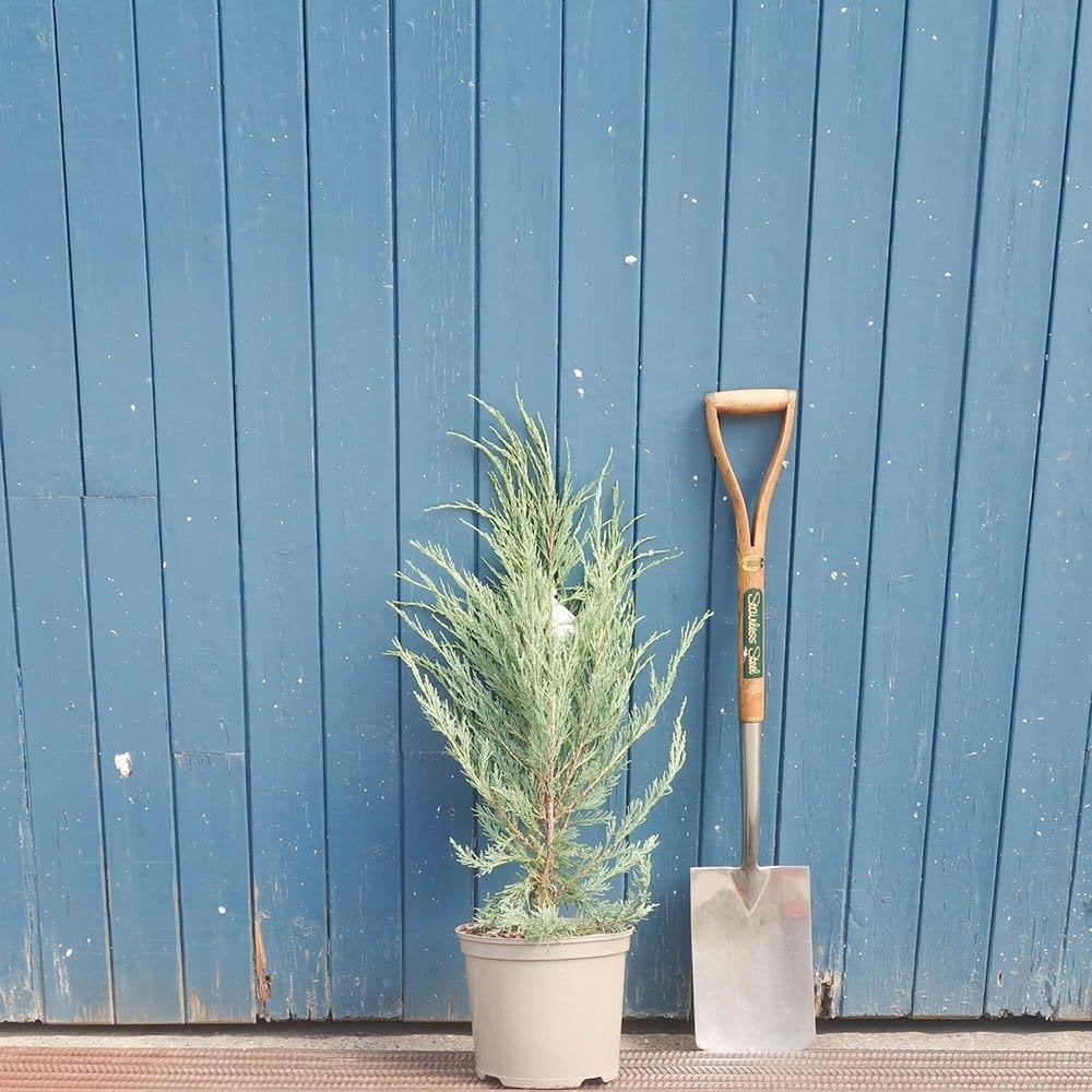 Juniperus scopulorum Blue Arrow | Blue Juniper | Ornamental Trees