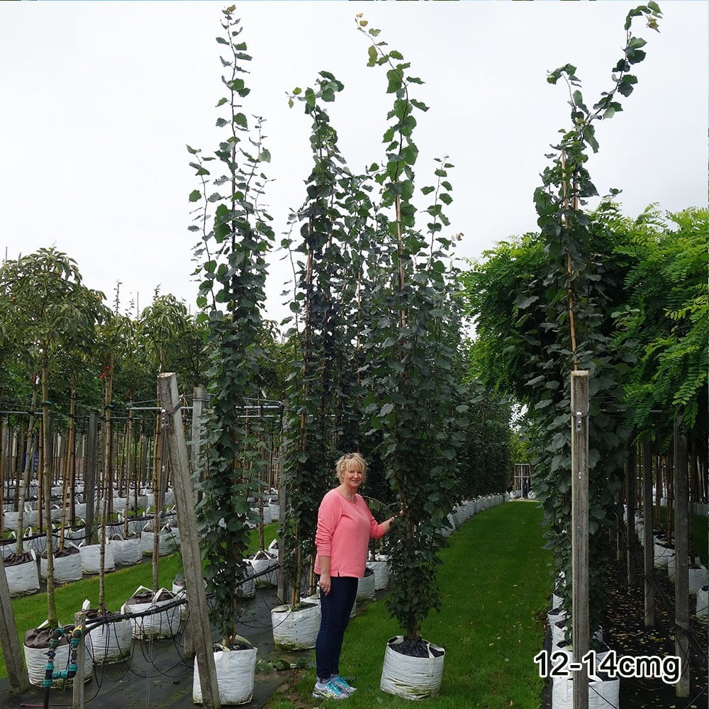 Populus tremula Erecta | Swedish Upright Aspen | Ornamental Trees