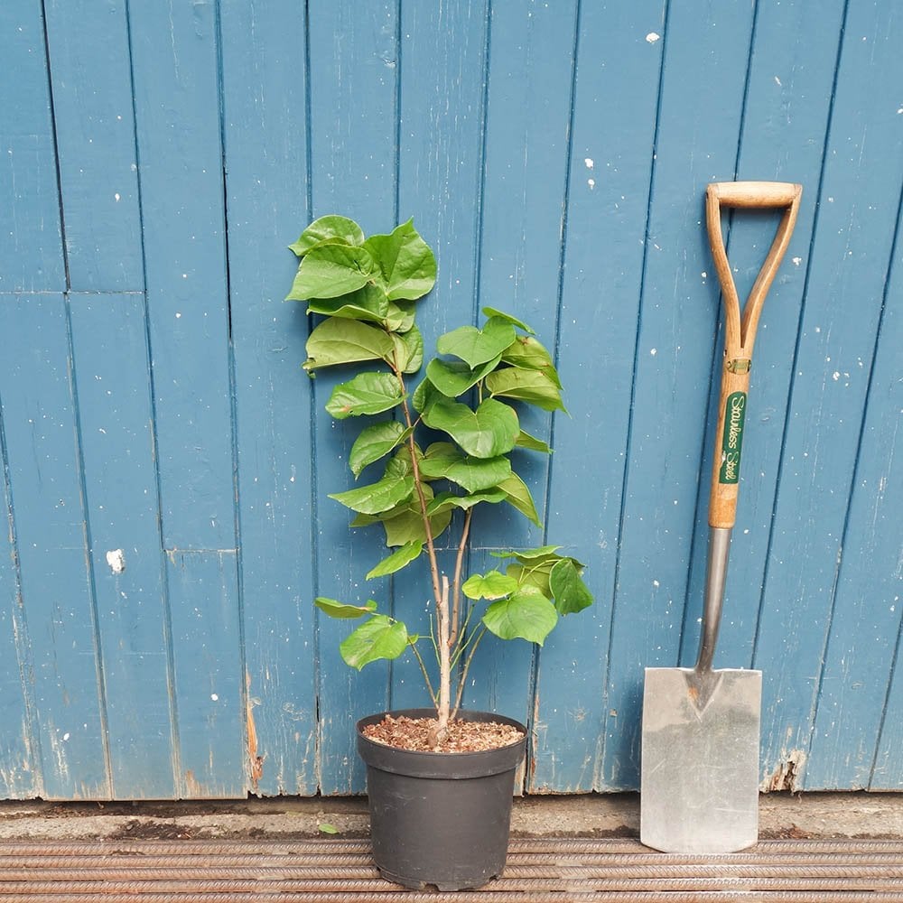 Cercis chinensis Avondale | Buy Chinese Redbud | Ornamental Trees
