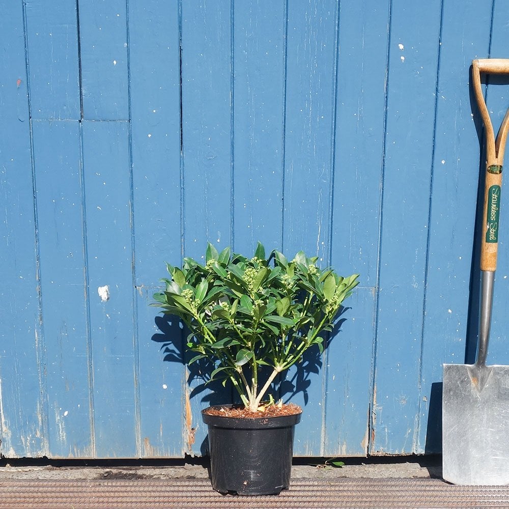 Skimmia japonica Fragrant Cloud | Evergreen Shrubs – Ornamental Trees