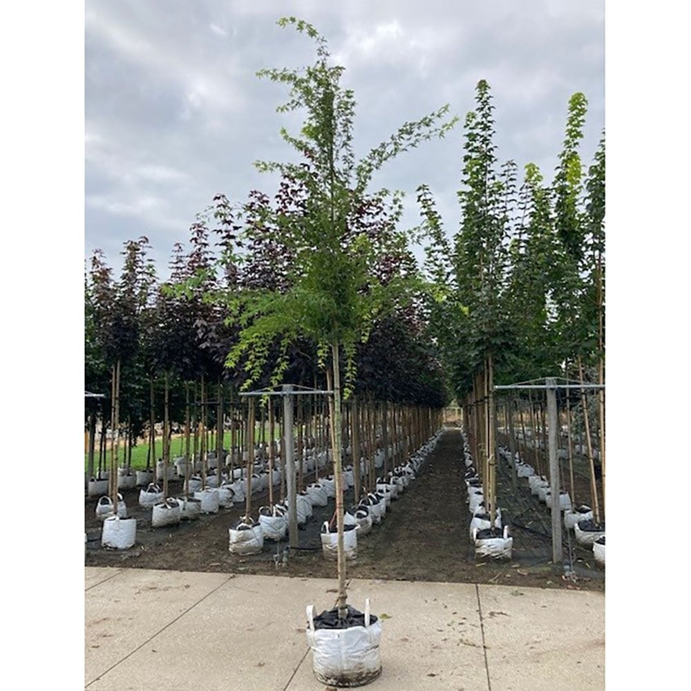 Acer palmatum Japanese Maple Trees For Sale | Ornamental Trees