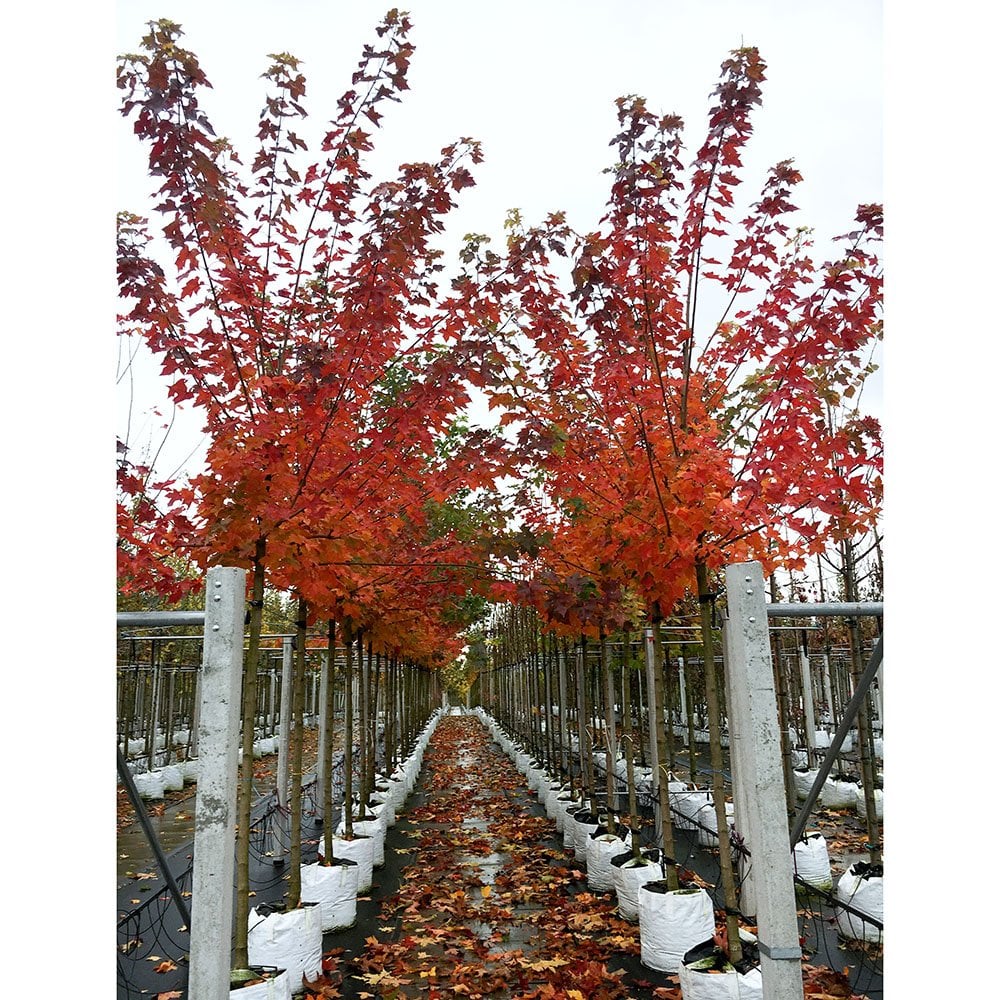 Acer platanoides Pacific Sunset | Norway Maple | Ornamental Trees
