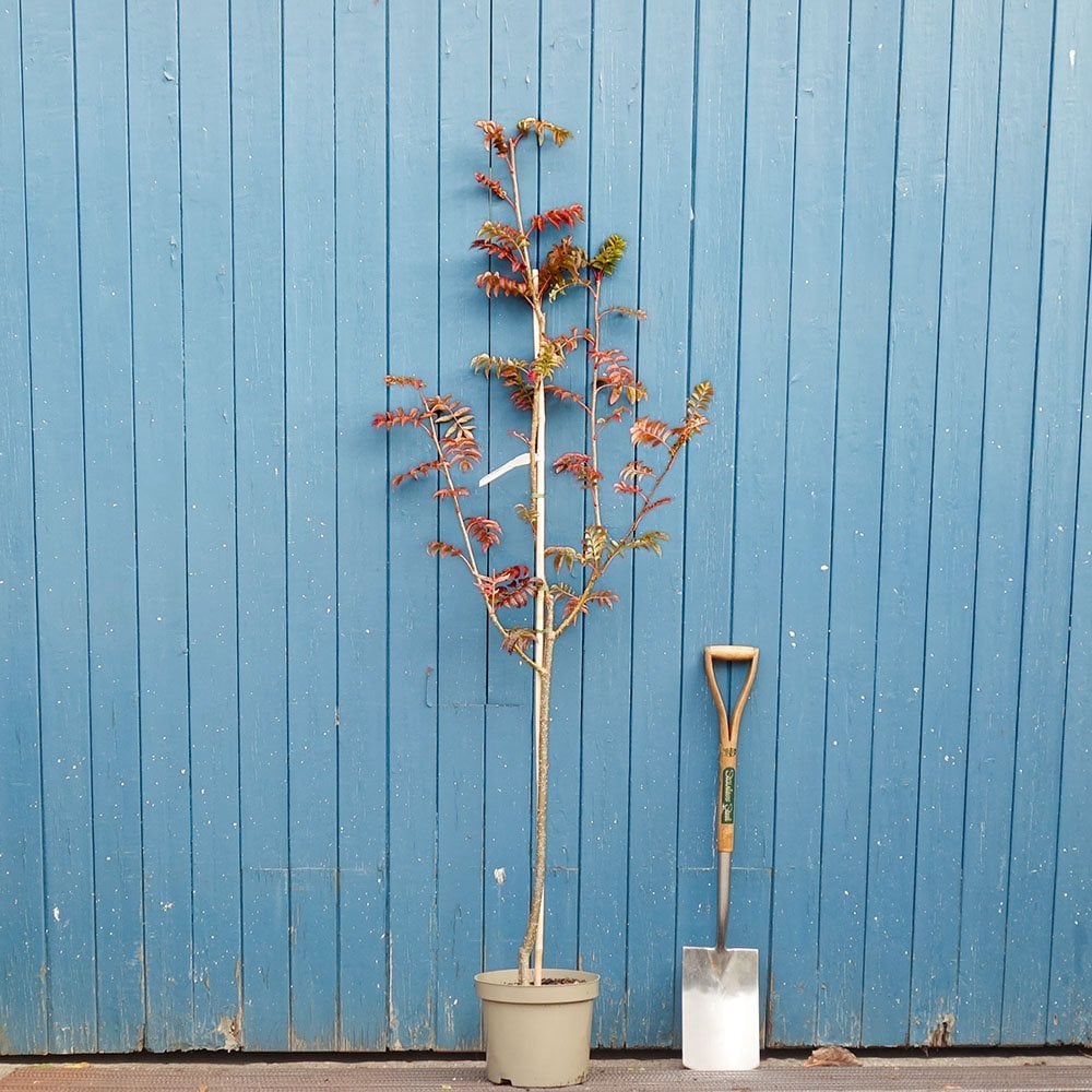 Sorbus commixta Embley | Buy Scarlet Japanese Rowan | Ornamental Trees