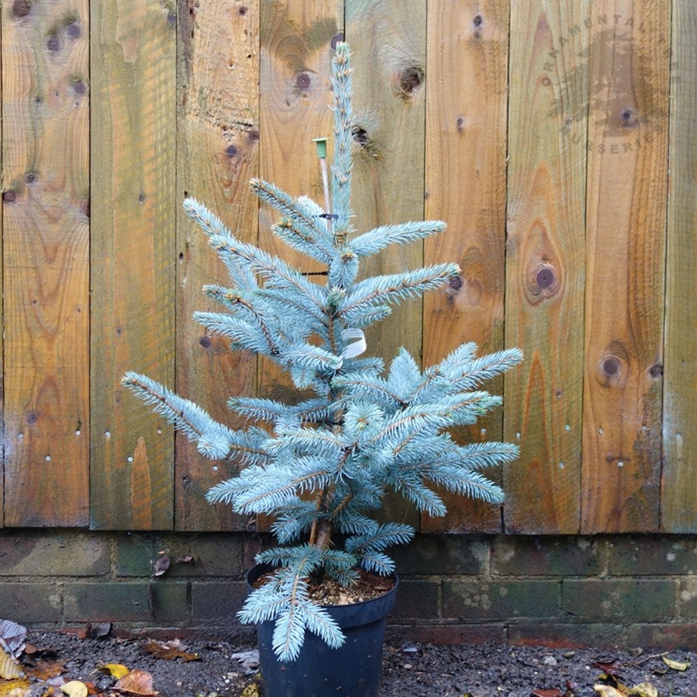 Picea pungens Fat Albert | Buy Blue Spruce Trees | Ornamental Trees
