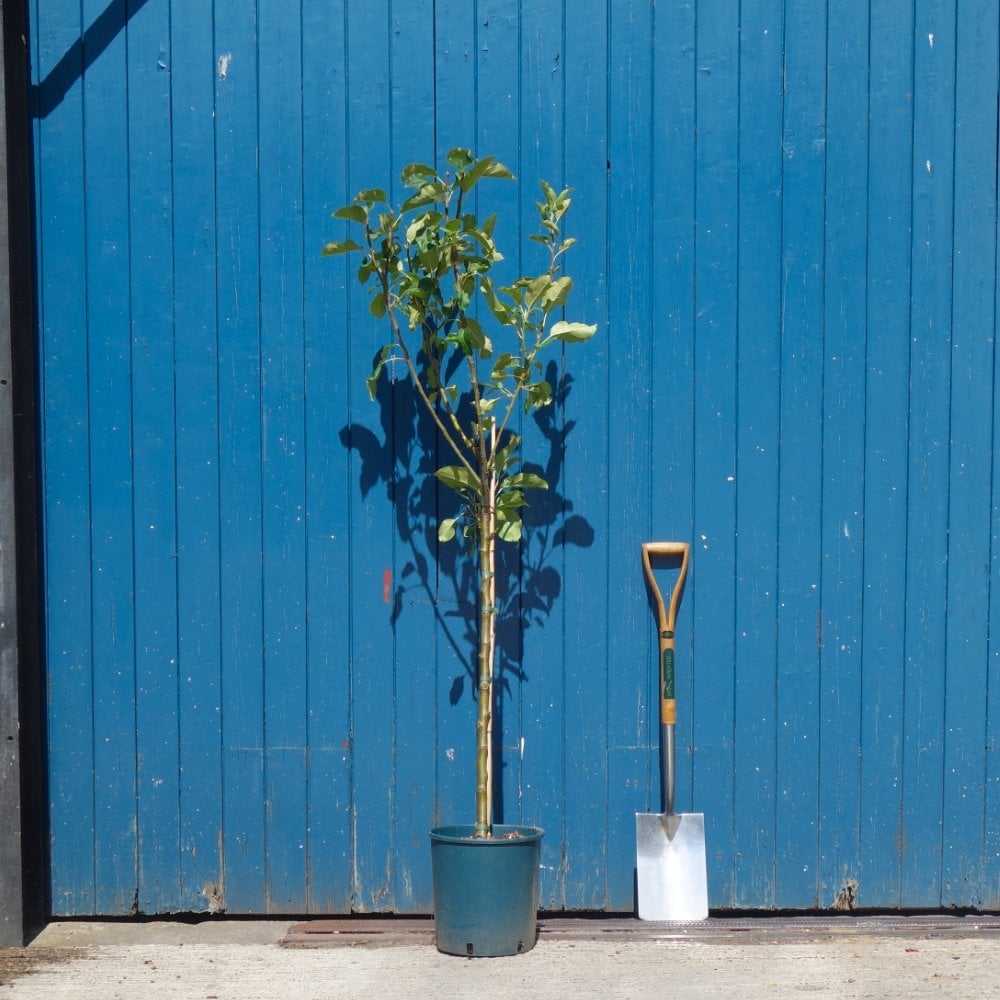 Scrumptious Apple Tree | Self Fertile Apples | Ornamental Trees