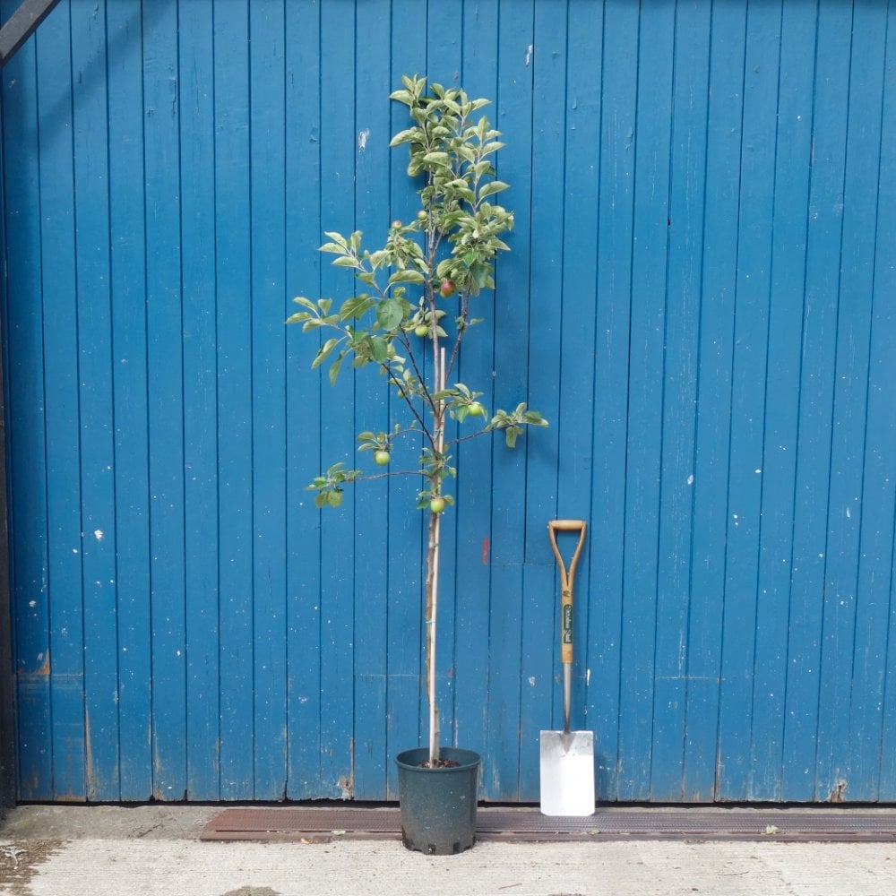 Apple Dabinett | Buy Self Fertile Cider Apple Trees – Ornamental Trees