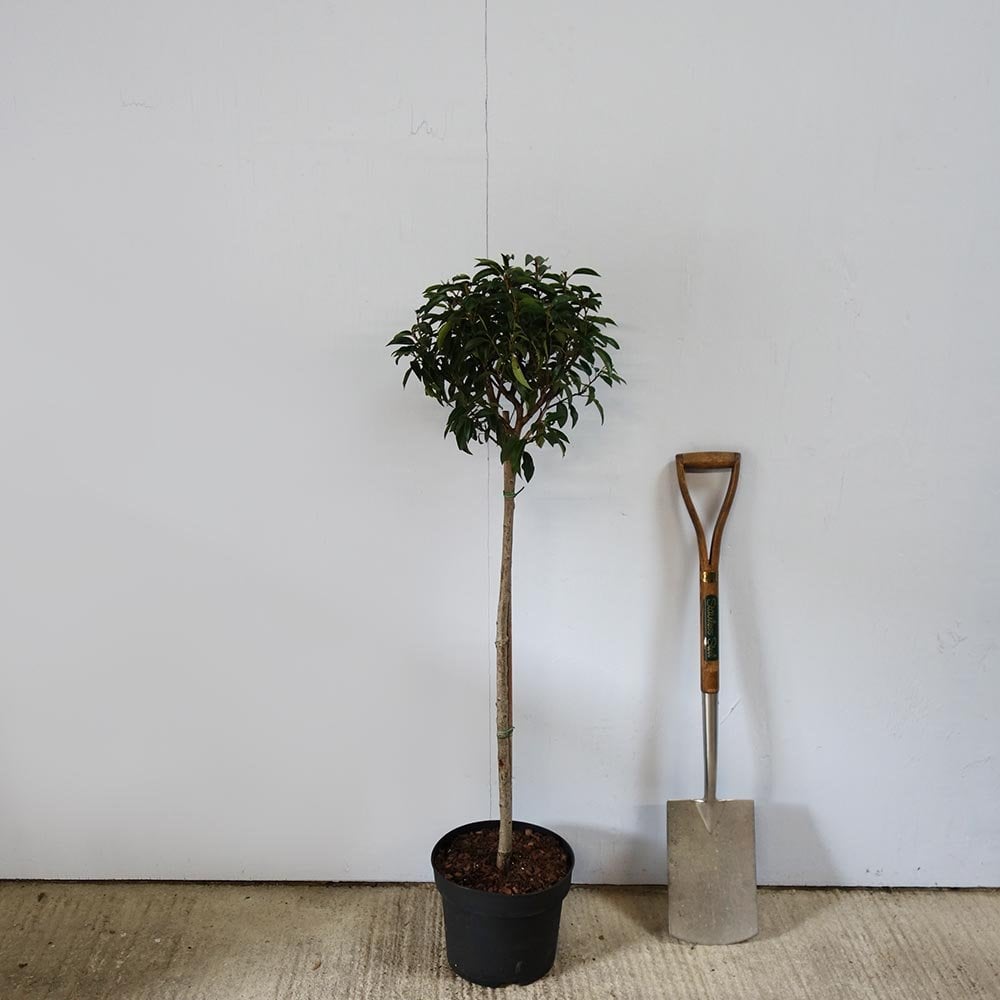 Prunus lusitanica | Portuguese Laurel | Ornamental Trees