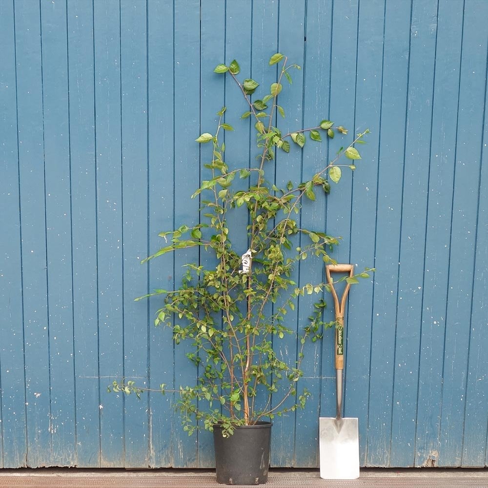 Multi Stem Betula utilis jacquemontii Snow Queen Birch | Ornamental Trees