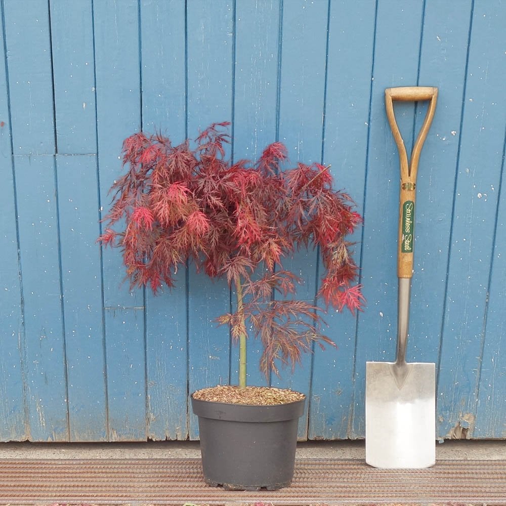Acer palmatum Dissectum Garnet | Red Japanese Maple | Ornamental Trees