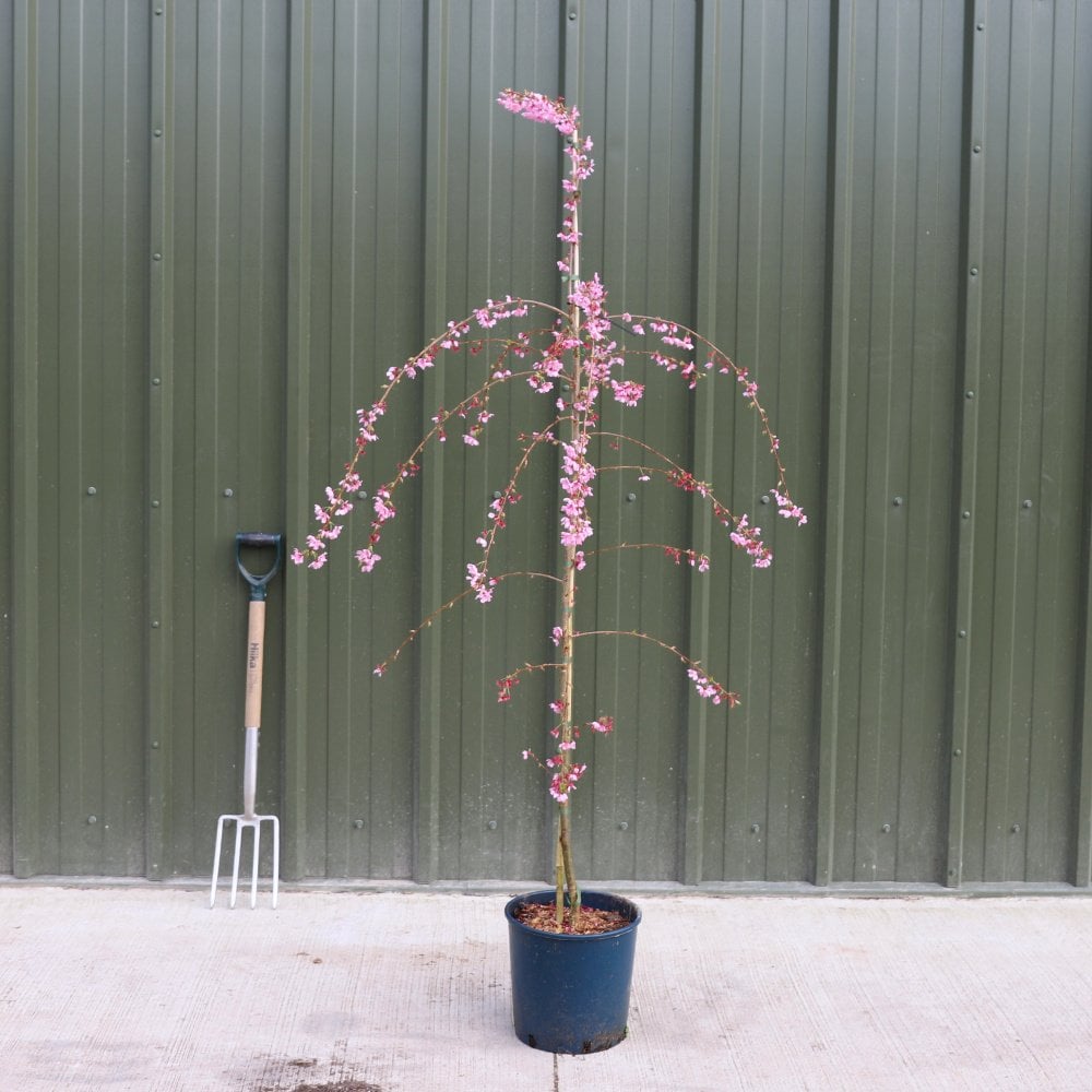 Prunus Pink Cascade | Pink Flowering Weeping Cherry | Ornamental Trees