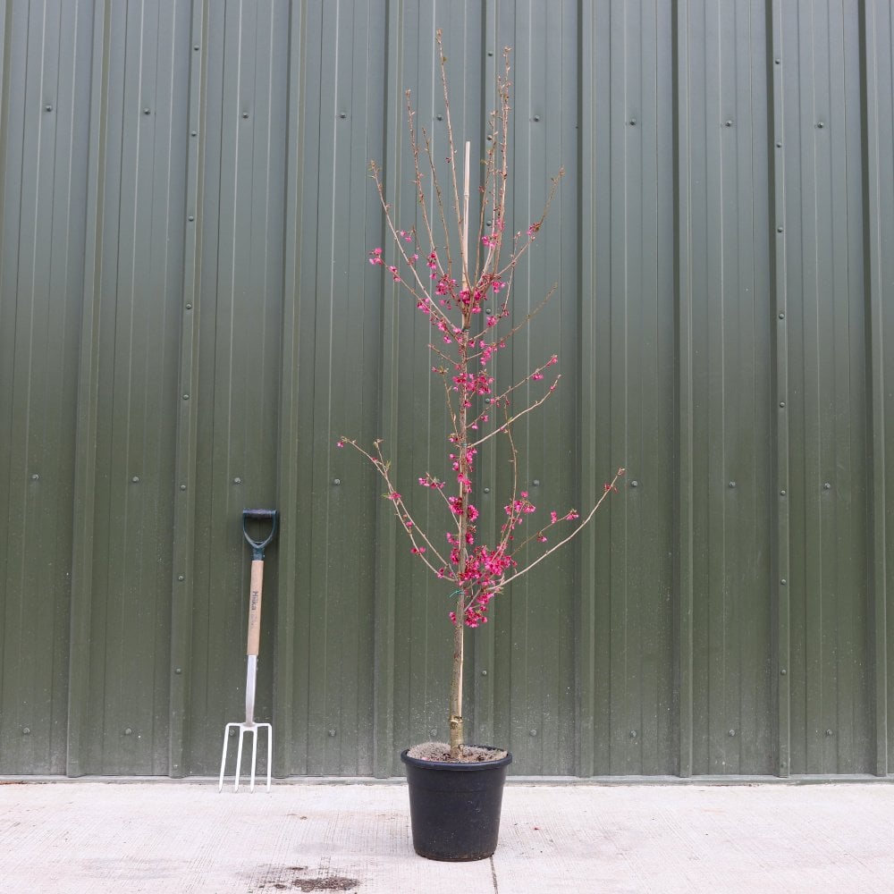Prunus First Lady | Pink Flowering Cherry Blossom | Ornamental Trees