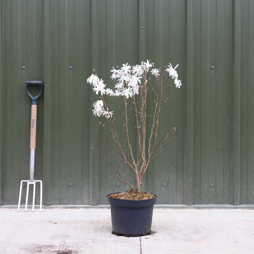 Magnolia stellata | Starry Magnolia Shrubs & Bushes | Ornamental Trees