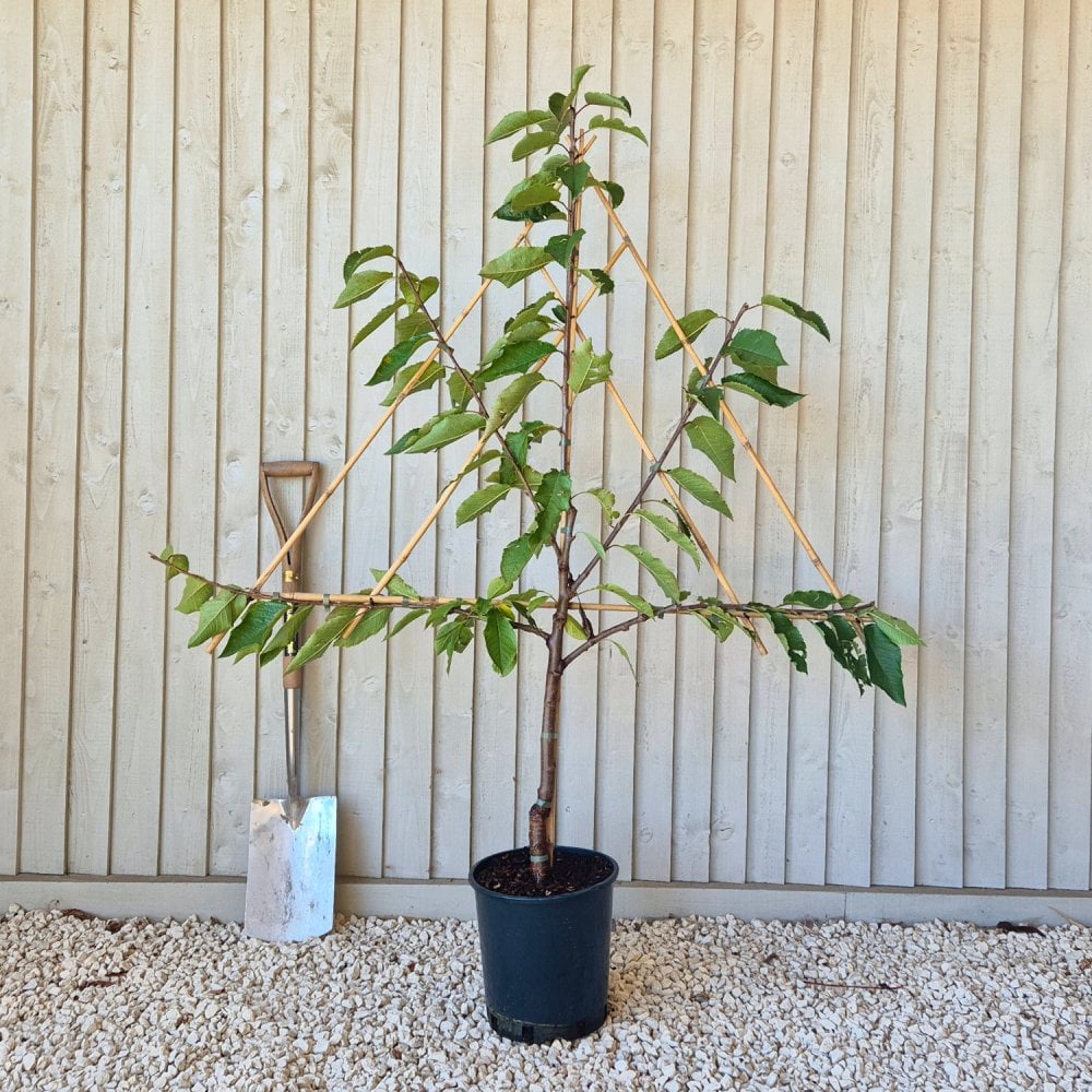 Stella Cherry Tree | Sweet Eating Cherries | Ornamental Trees