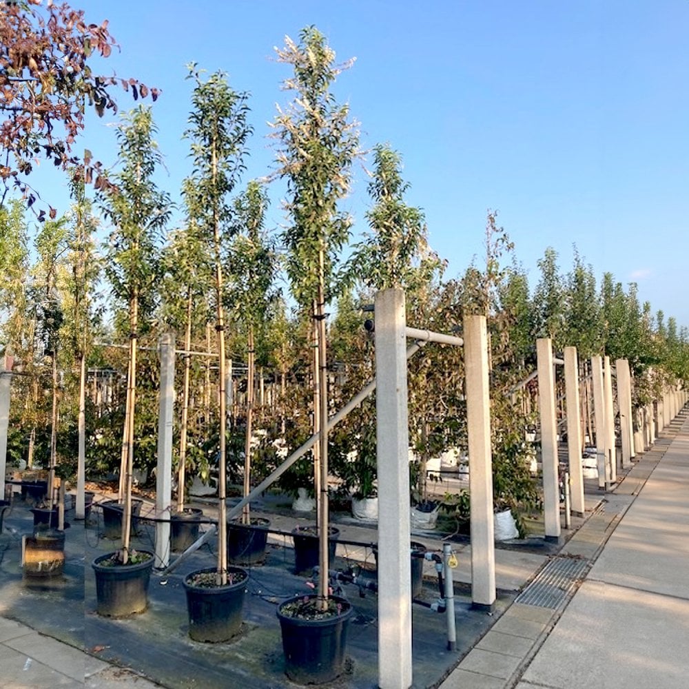 Prunus lusitanica Angustifolia | Portuguese Laurel – Ornamental Trees