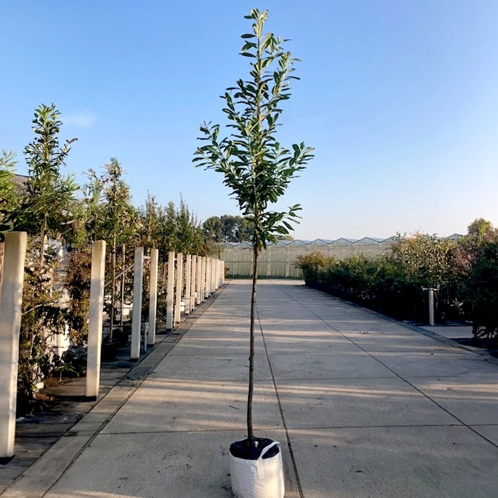 Prunus laurocerasus Novita Evergreen Cherry Laurel | Ornamental Trees