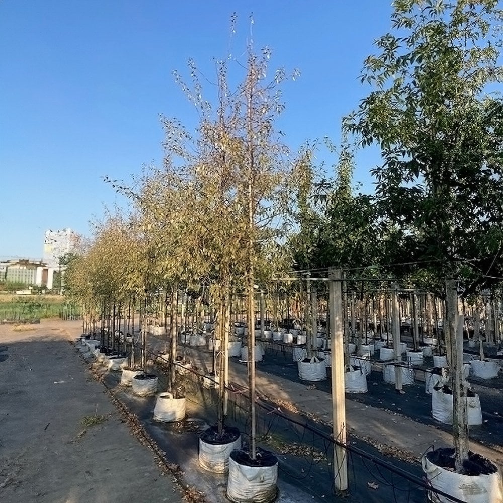 Elaeagnus angustifolia Quicksilver | Oleaster | Ornamental Trees