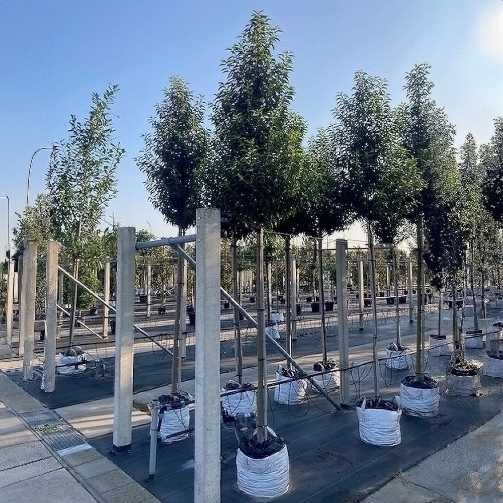 Prunus lusitanica Angustifolia | Portuguese Laurel – Ornamental Trees