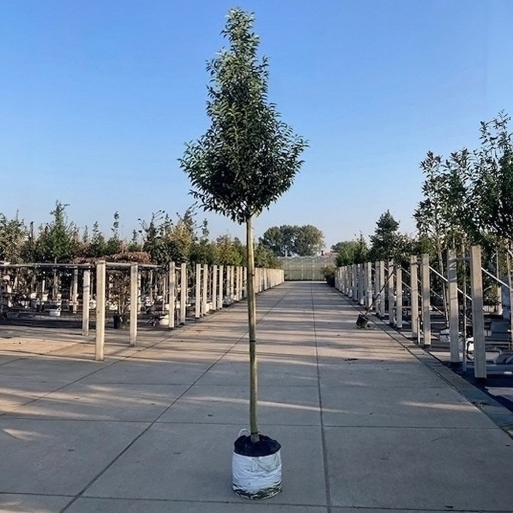 Prunus lusitanica Angustifolia | Portuguese Laurel – Ornamental Trees