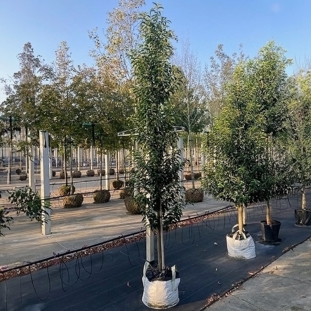 Prunus lusitanica Angustifolia | Portuguese Laurel – Ornamental Trees