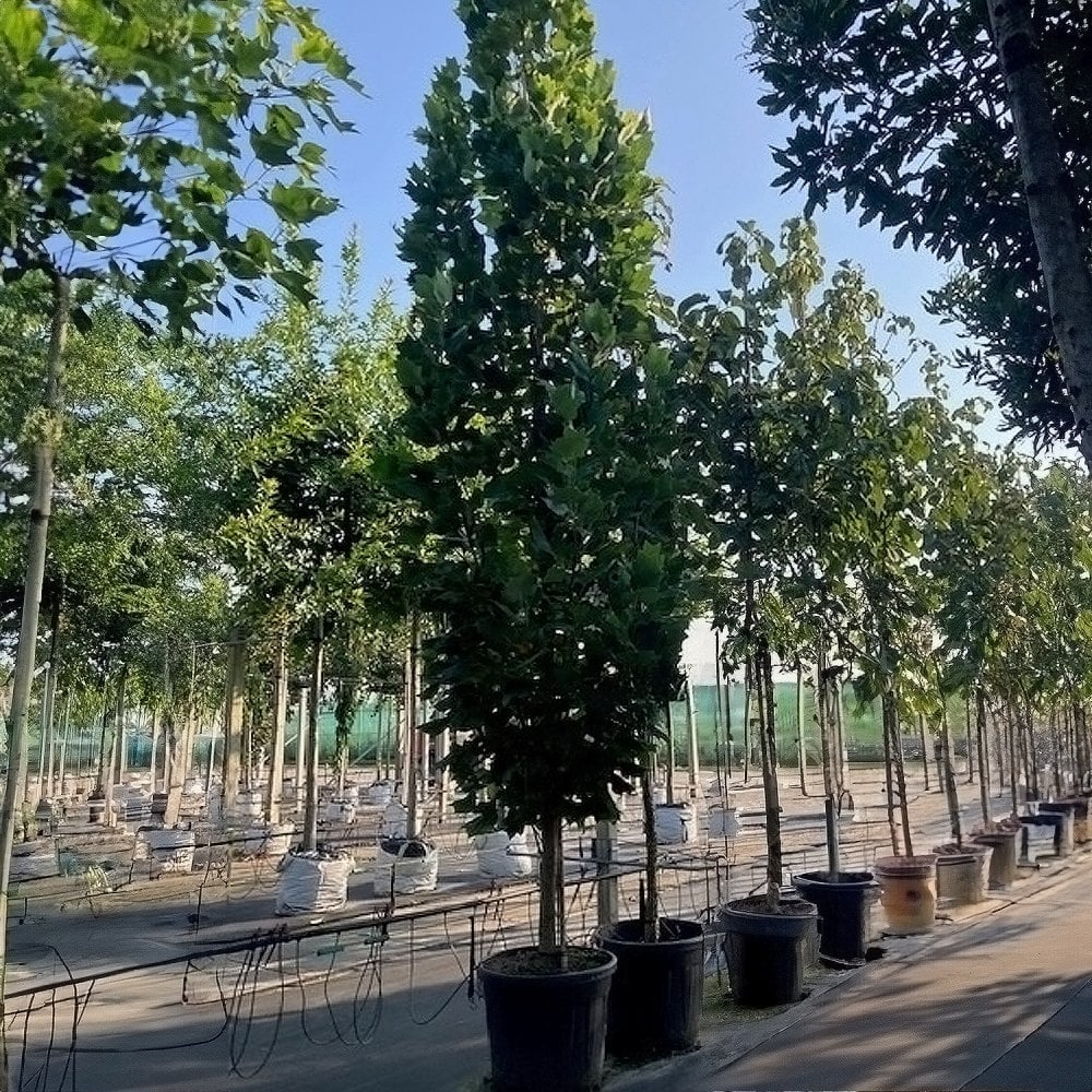 Liriodendron tulipifera Fastigiata Upright Tulip Tree | Ornamental Trees