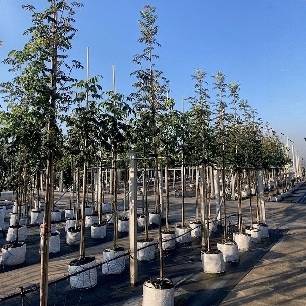 Sorbus aucuparia Sheerwater Seedling Upright Rowan | Ornamental Trees