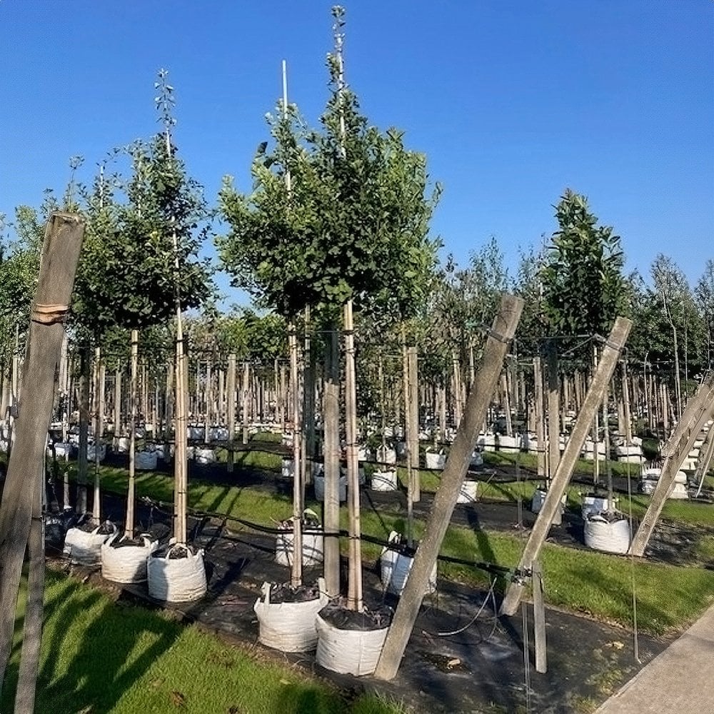 Ginkgo biloba Fastigiata Blagon Maidenhair Tree | Ornamental Trees