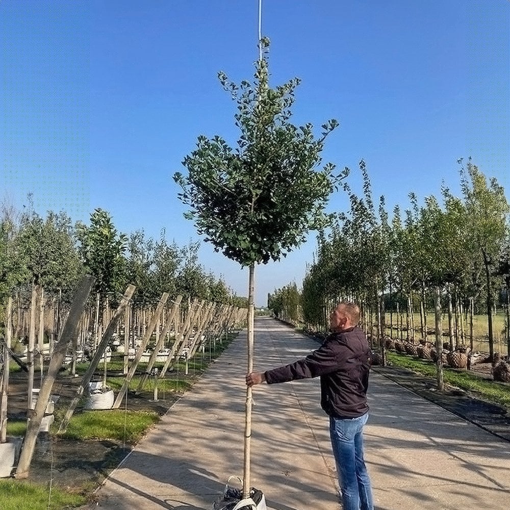 Ginkgo biloba Fastigiata Blagon Maidenhair Tree | Ornamental Trees