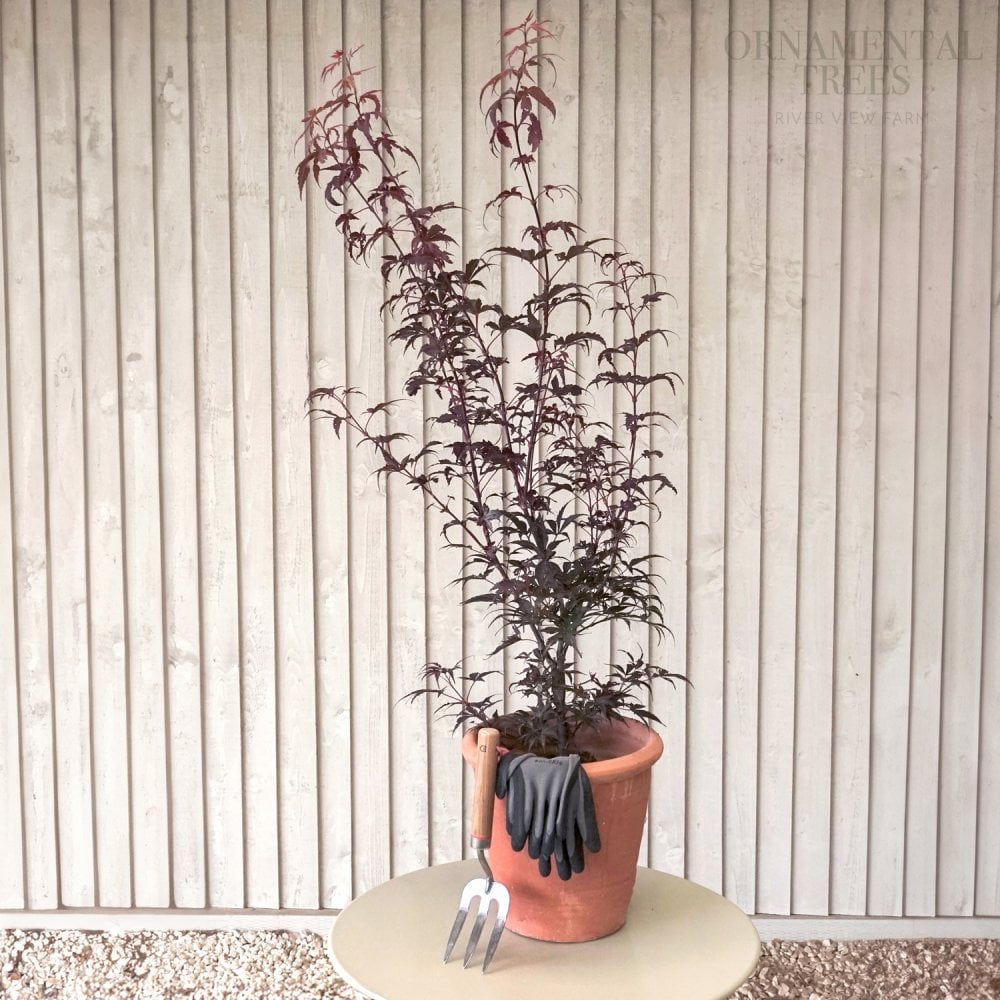 Acer palmatum Skeeters Broom | Burgundy Japanese Maple | Ornamental Trees