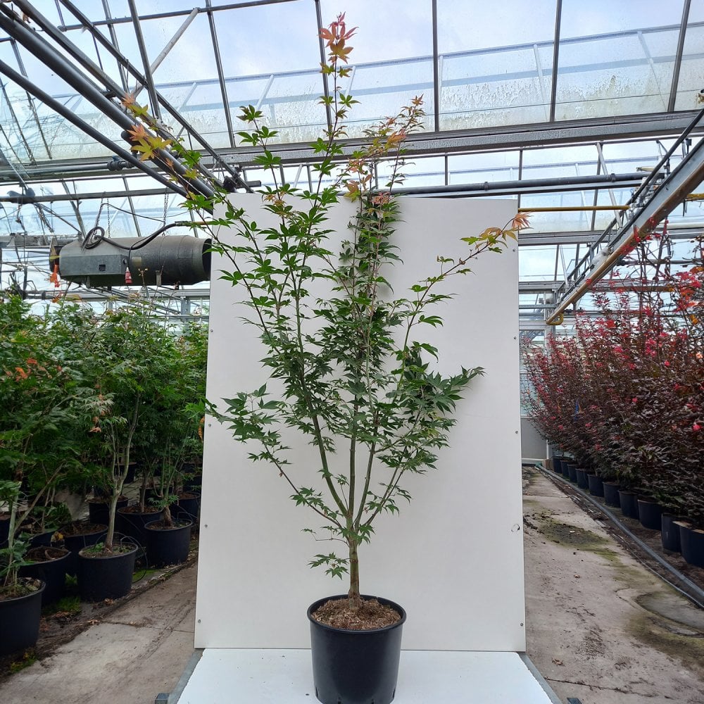 Acer palmatum Osakazuki | Red Autumn Japanese Maple | Ornamental Trees