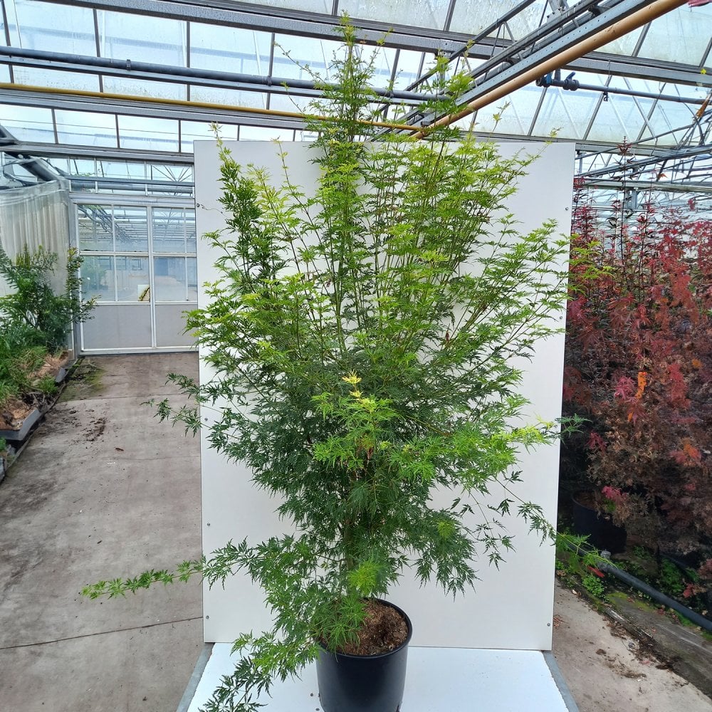 Acer palmatum dissectum Seiryu | Upright Japanese Maple | Ornamental Trees