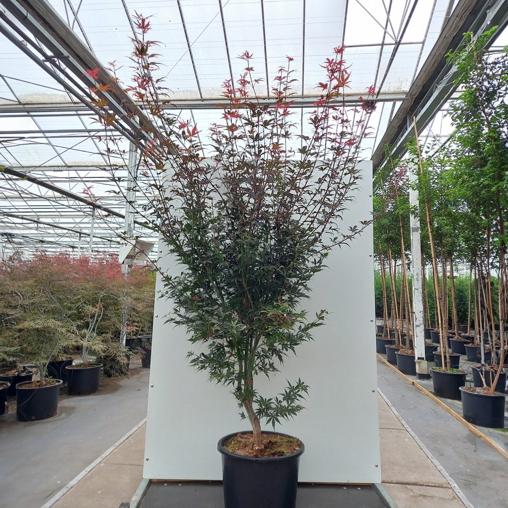 Acer palmatum Suminagashi | Purple Japanese Maple | Ornamental Trees
