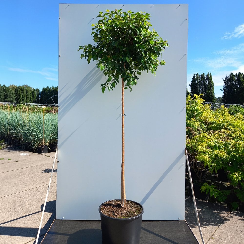 Betula utilis Magical Globe | Dwarf White Birch | Ornamental Trees