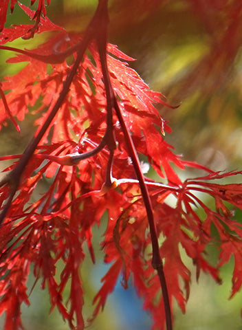 Acer Trees | Range of Maple Trees | Ornamental Trees